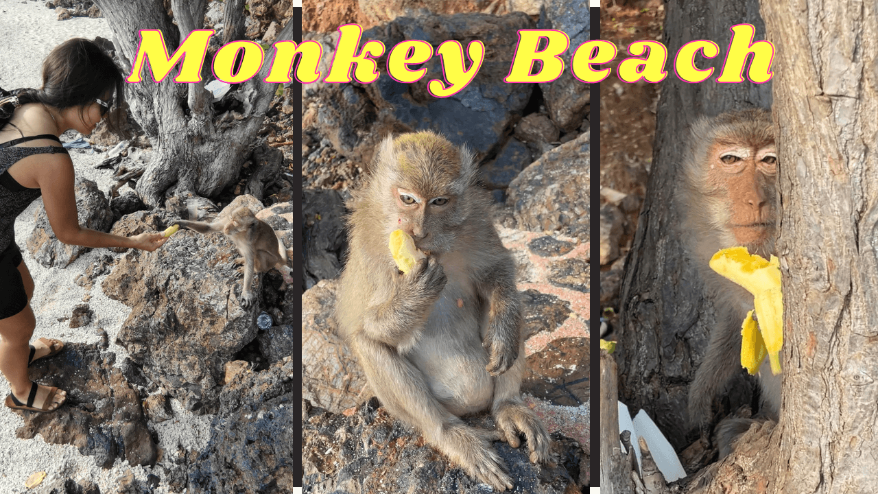 Monkey Beach at Koh Larn - Thailand Tourist Places